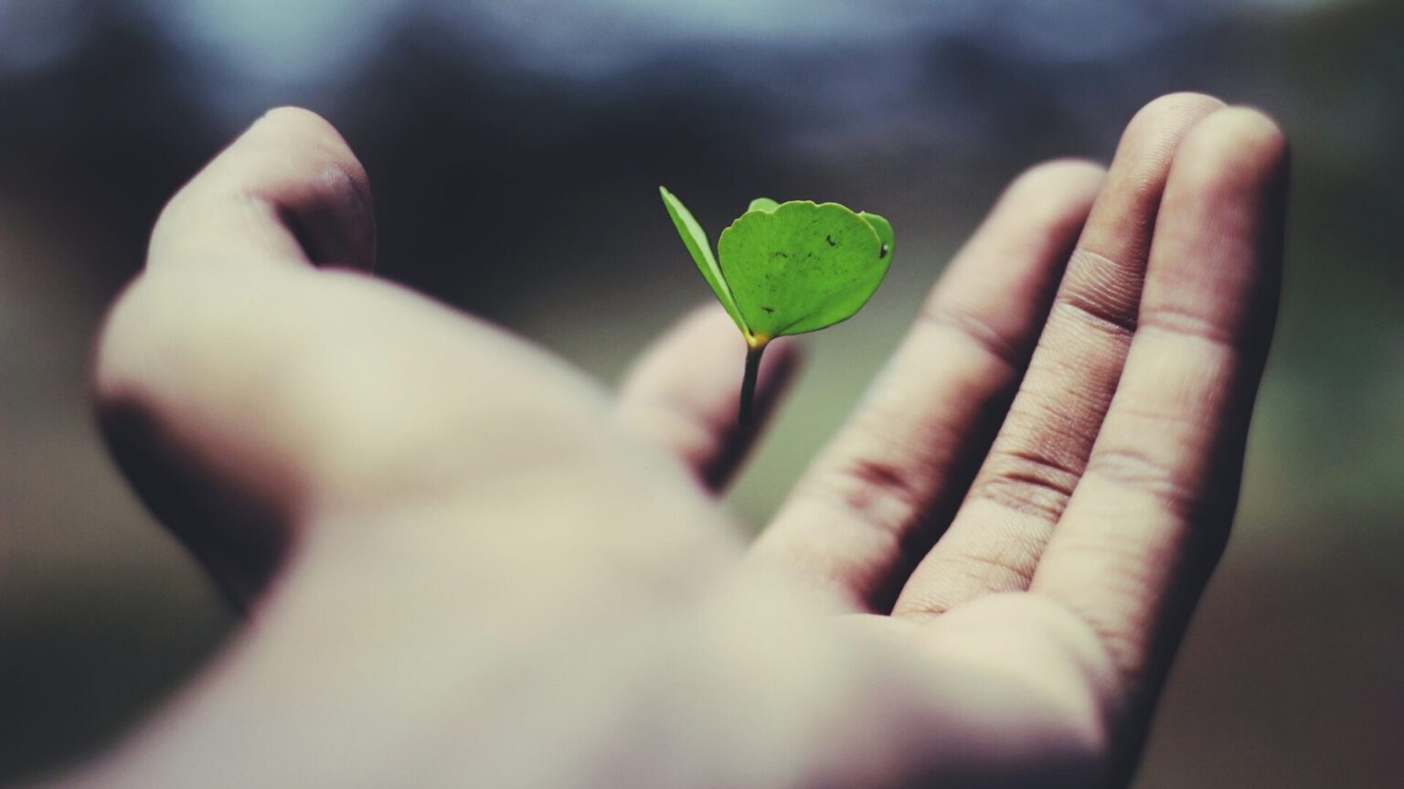 What is Sustainability? Complete Guide for Beginners - Eco Philosophy Japan